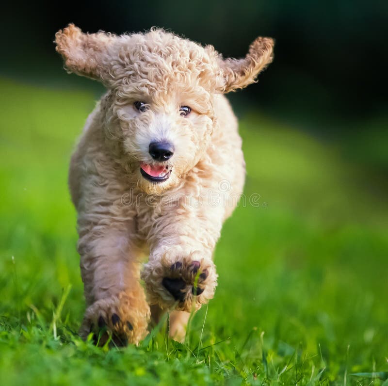 Happy poodle stock photo. Image of puppy, small, text - 116121440