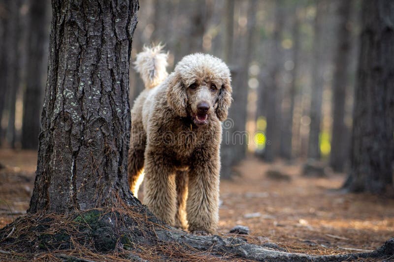 Happy Poodle Running in a Sunlit Forest with Trees in the Background ...