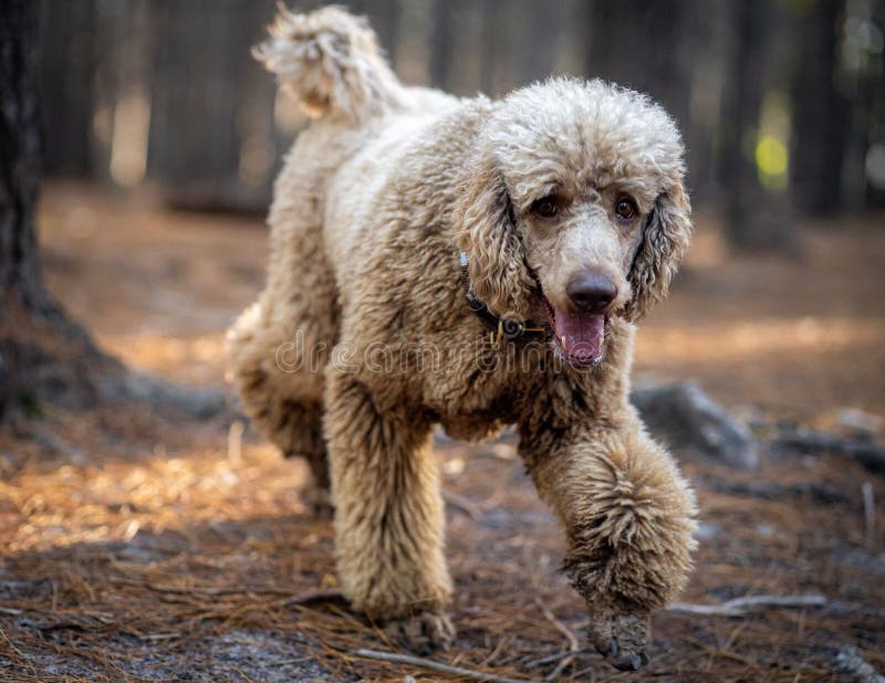 Happy Poodle Running in a Sunlit Forest with Trees in the Background ...