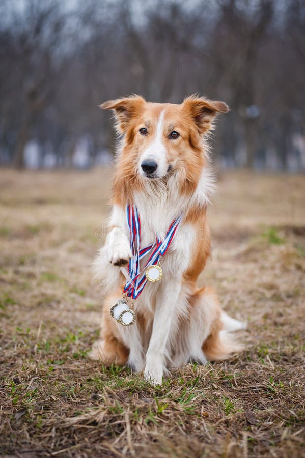 Happy Proud Dog Has Many Medals Stock Photo - Image of canine, hello ...