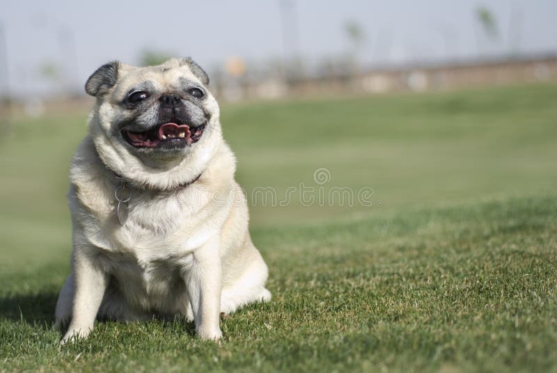 Happy Pug Fawn Color stock image. Image of cute, braces - 2364789