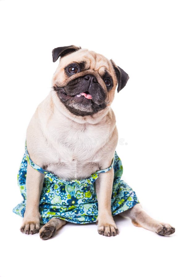 Happy Pug stock photo. Image of friendly, funny, happy - 36321136