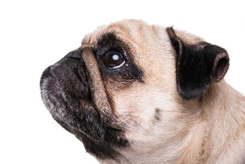 Funny Pug Face stock photo. Image of love, happy, look - 3043876