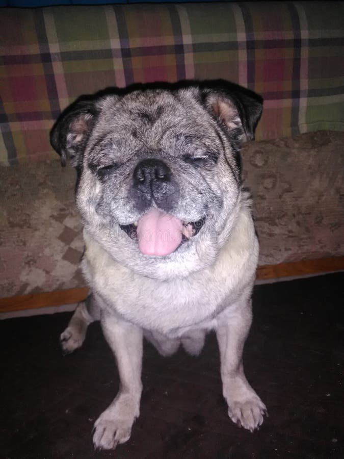 Happy pug life stock photo. Image of happy, smile, pugs - 150860158