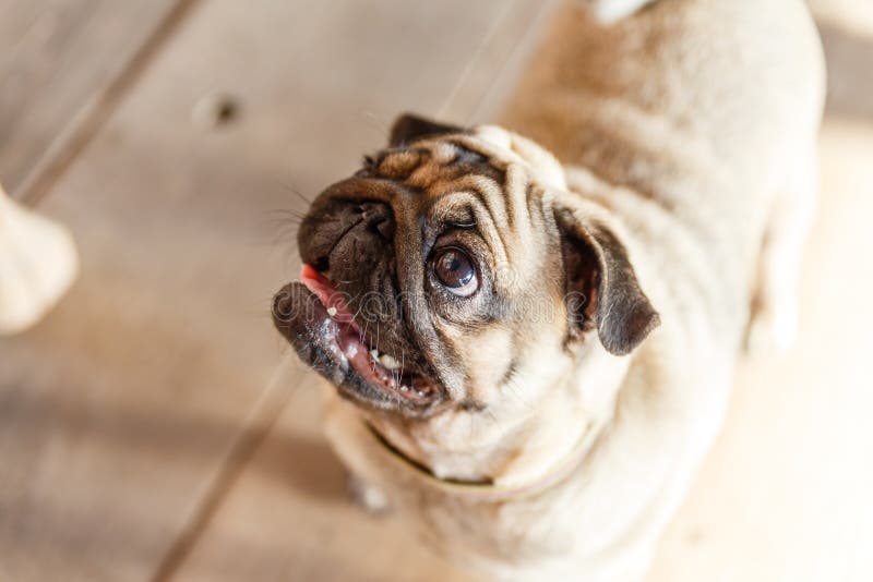 Happy Pug in the Restaurant Stock Image - Image of face, pugs: 71749533