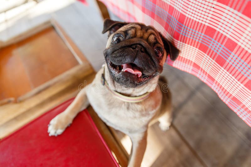 Happy Pug in the Restaurant Stock Image - Image of black, love: 71749595