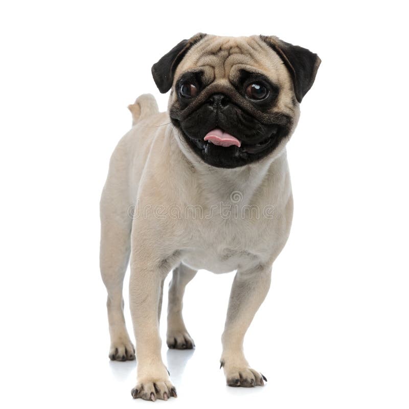 Mops-pug smiling face stock photo. Image of small, white - 10730130