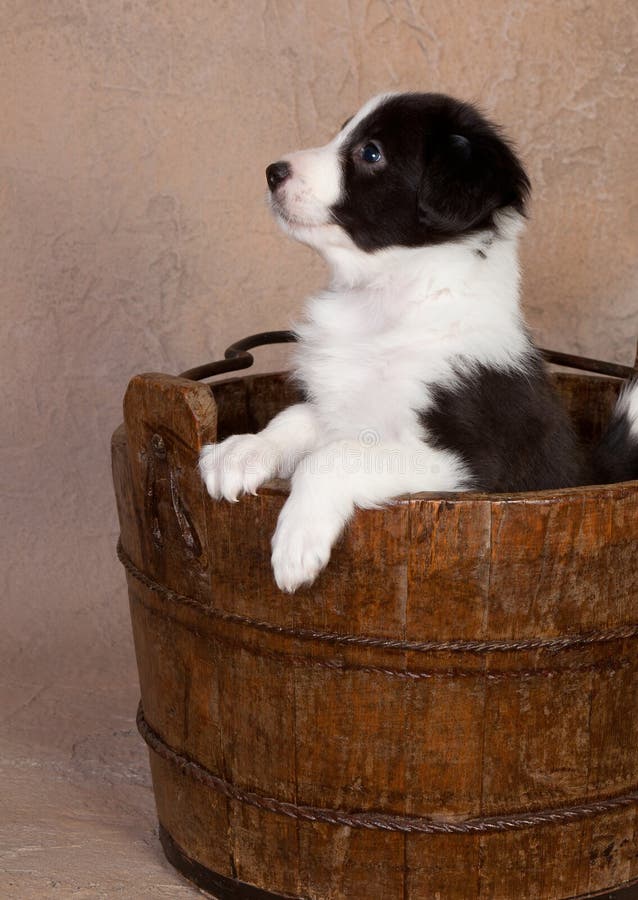 Happy puppy stock photo. Image of white, border, whelp - 23967666