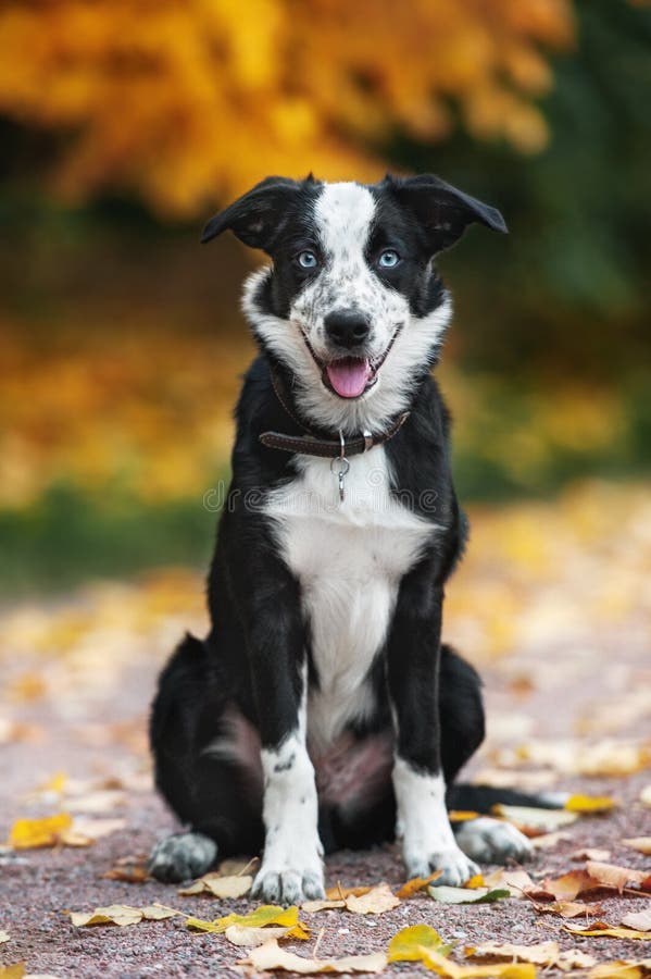 Happy puppy border collie stock photo. Image of leaves - 49177664
