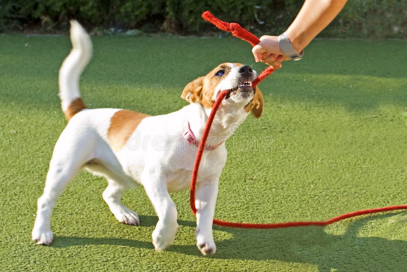 Happy Puppy Jack Russell Playing with a Red Rope on the Grass Stock ...