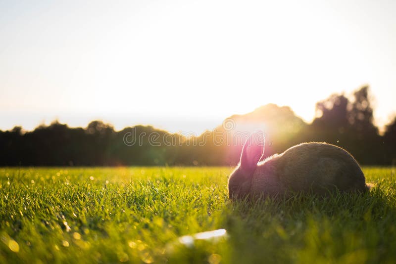 Rabbit Eating Grass with Sunset Stock Image - Image of rabbit, gras ...