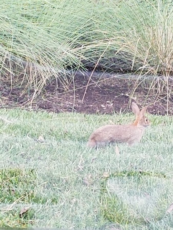 Rabbit stock photo. Image of rabbit, happy - 108590596