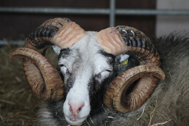 A happy ram stock photo. Image of animal, smiling, strength - 54317810
