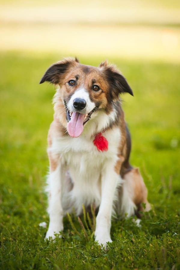 24,484 Happy Collie Stock Photos - Free & Royalty-Free Stock Photos ...