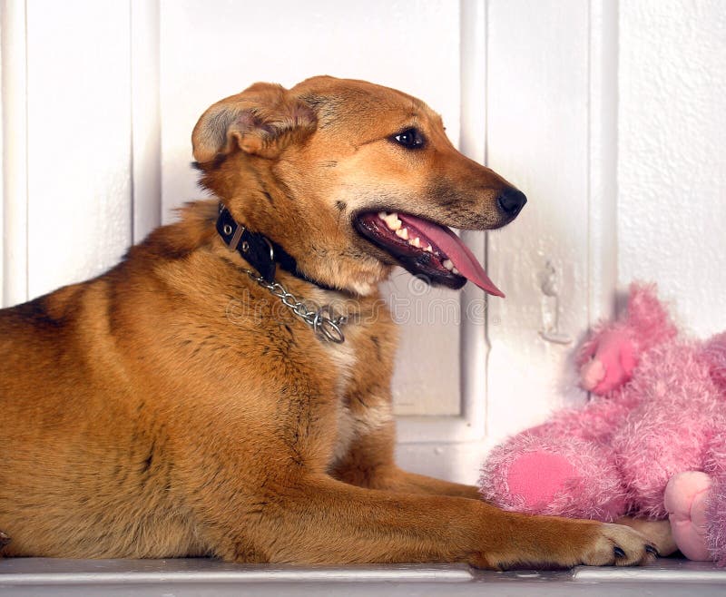 Happy red dog stock image. Image of animal, happy, guard - 40097755