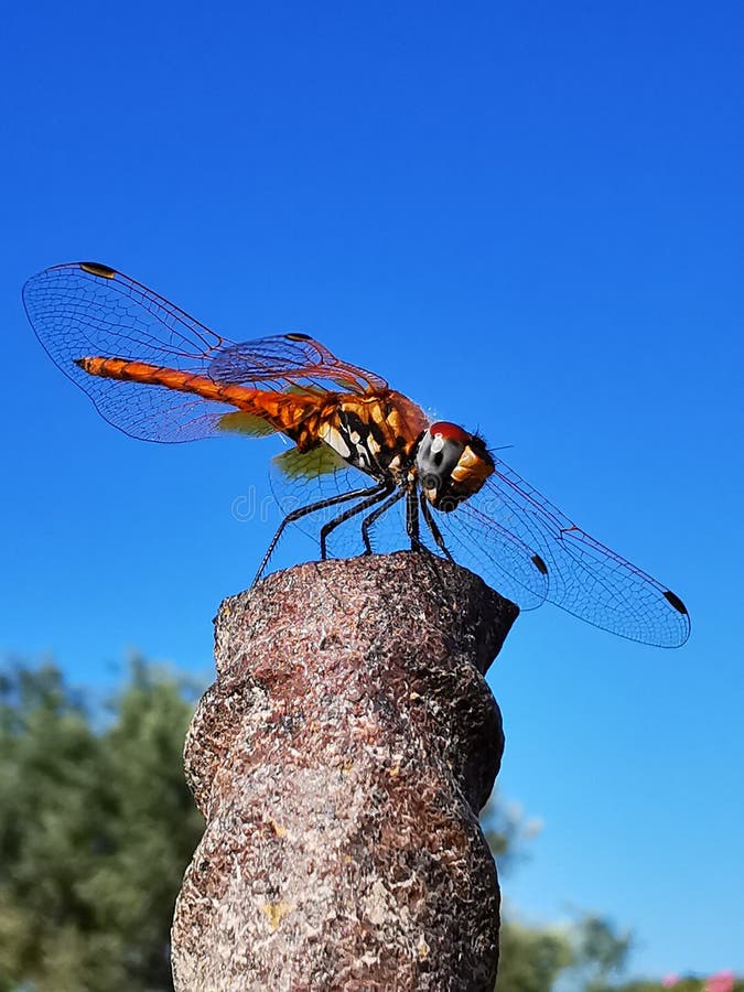 Happy Red Dragonfly Insect stock photo. Image of insect - 223973376