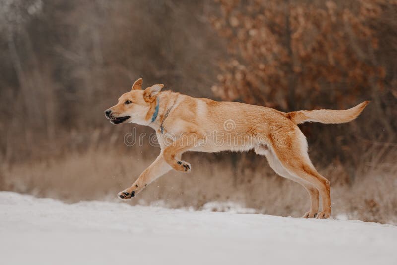 Happy Red Mixed Breed Dog Running Outdoors in Winter Stock Image ...