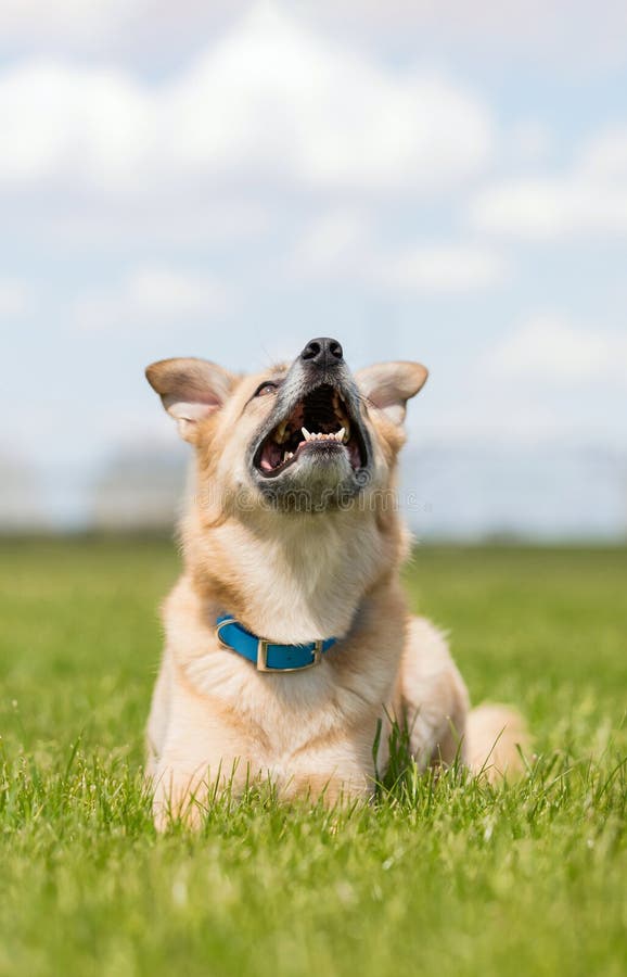 Happy Red Mutt Dog Lying Down and Looking Up. Mix Breed Dog on Green ...