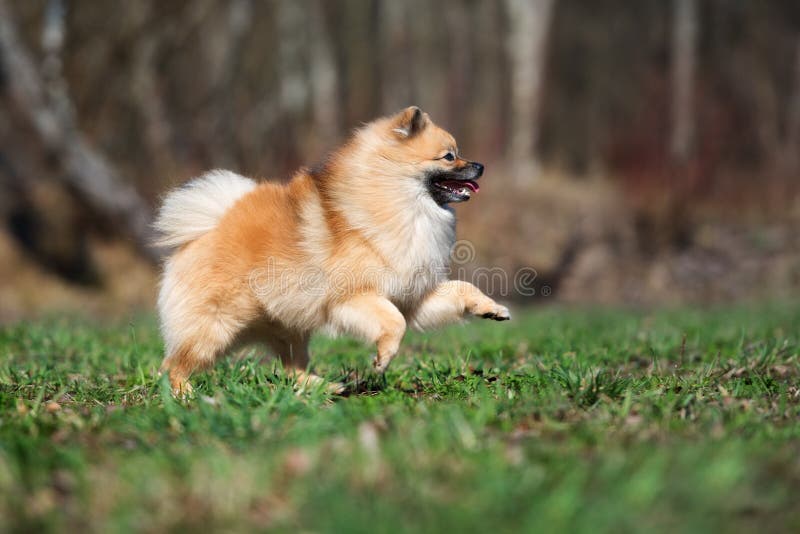 5,479 Red Spitz Dog Stock Photos - Free & Royalty-Free Stock Photos ...