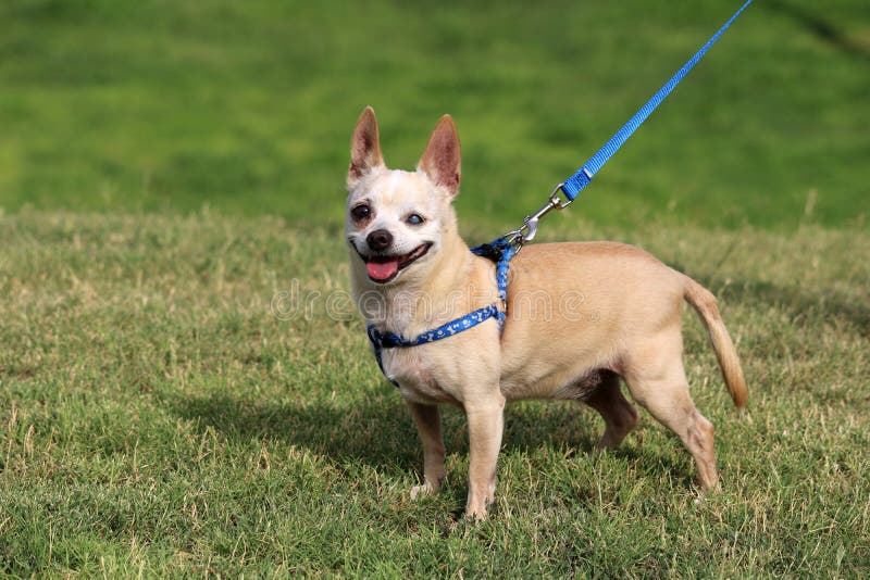 Happy Rescue Dog Wearing Adopt Me Bandana Stock Photo - Image of happy ...