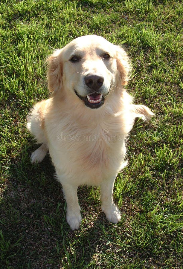 Happy Retriever stock image. Image of green, dogs, happy - 35059
