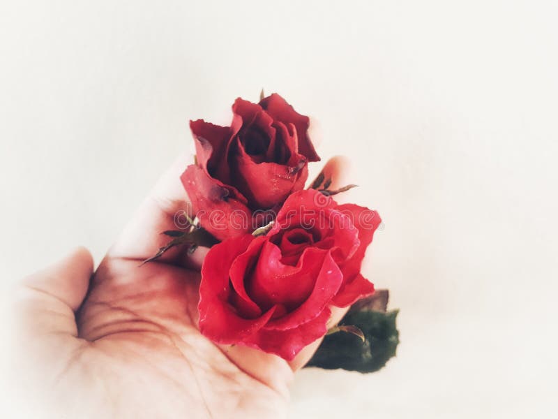 Happy rose stock photo. Image of love, flower, time - 136942118