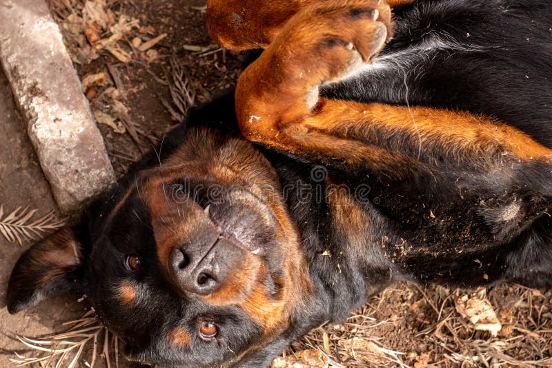 500 Rottweiler Happy Face Stock Photos - Free & Royalty-Free Stock ...