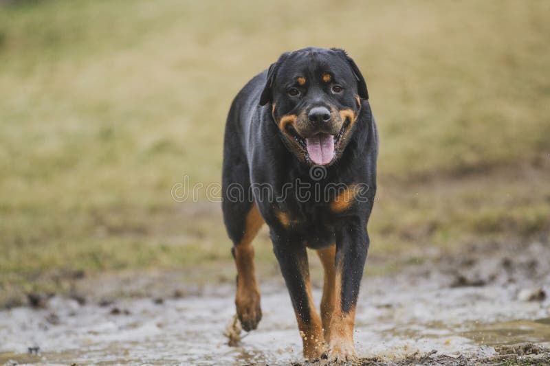 Happy Rottweiler Walking through a Puddle Stock Image - Image of ...