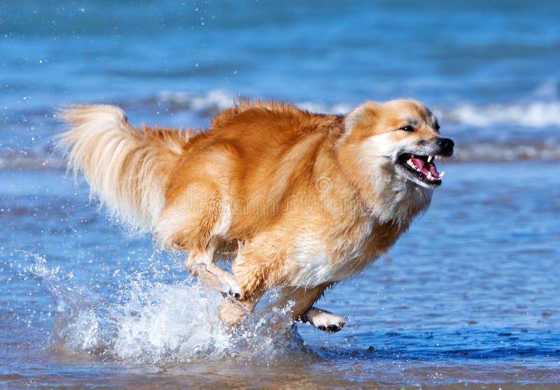 Happy dog running stock image. Image of playing, breed - 14096127
