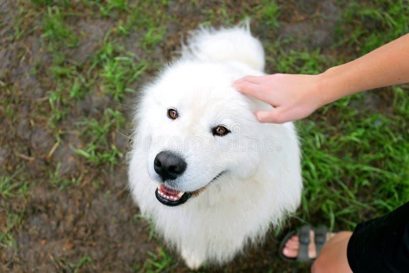 Happy Samoyed Dog Being Petted on Head by Child Stock Image - Image of ...