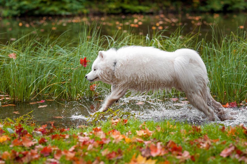 Happy Samoyed Dog Jump in Water. Water Splash Stock Image - Image of ...