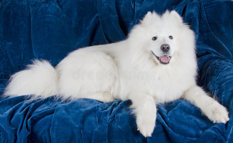 Happy Samoyed dog stock image. Image of breed, large - 67753647