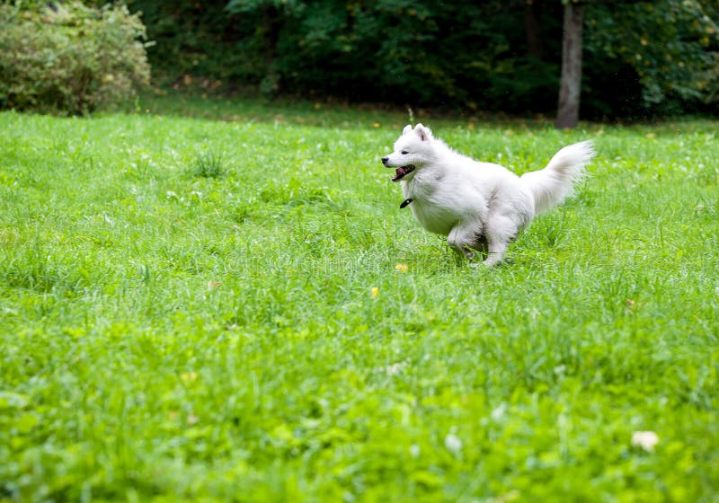 Samoyed dog running stock photo. Image of grass, excited - 8428228