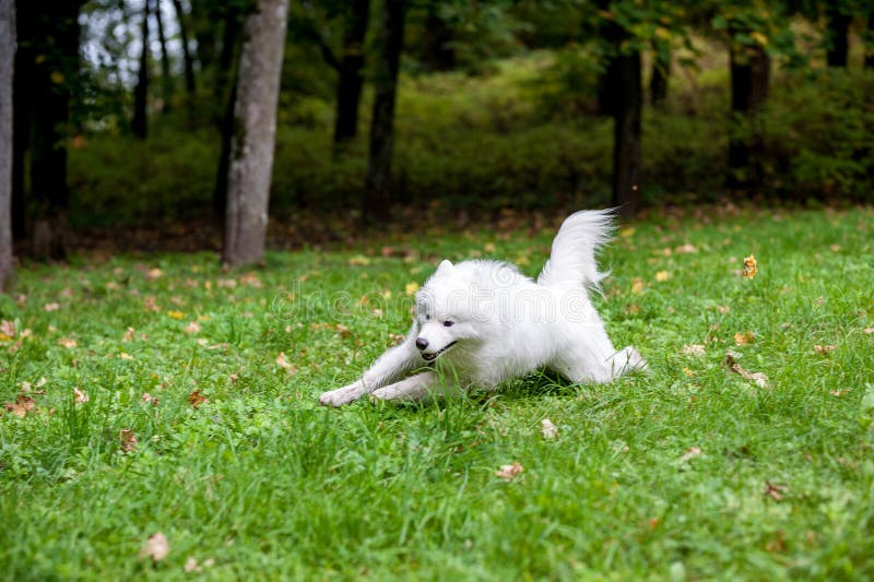 Samoyed dog running stock photo. Image of grass, excited - 8428228