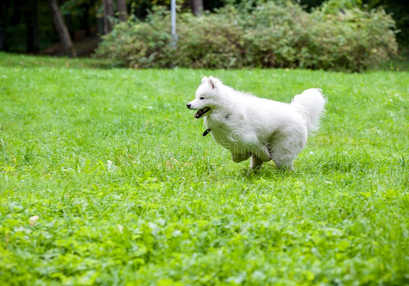 Happy Samoyed Dog Running on the Grass Stock Image - Image of happy ...