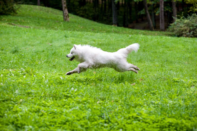 Samoyed dog running stock photo. Image of grass, excited - 8428228