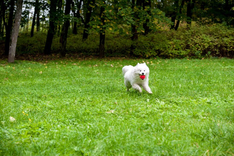 Samoyed dog running stock photo. Image of grass, excited - 8428228