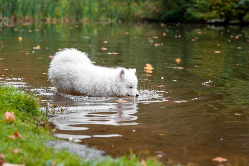 Wet Samoyed Dog Walks on Grass. Autumn Leaves in Background. Stock ...
