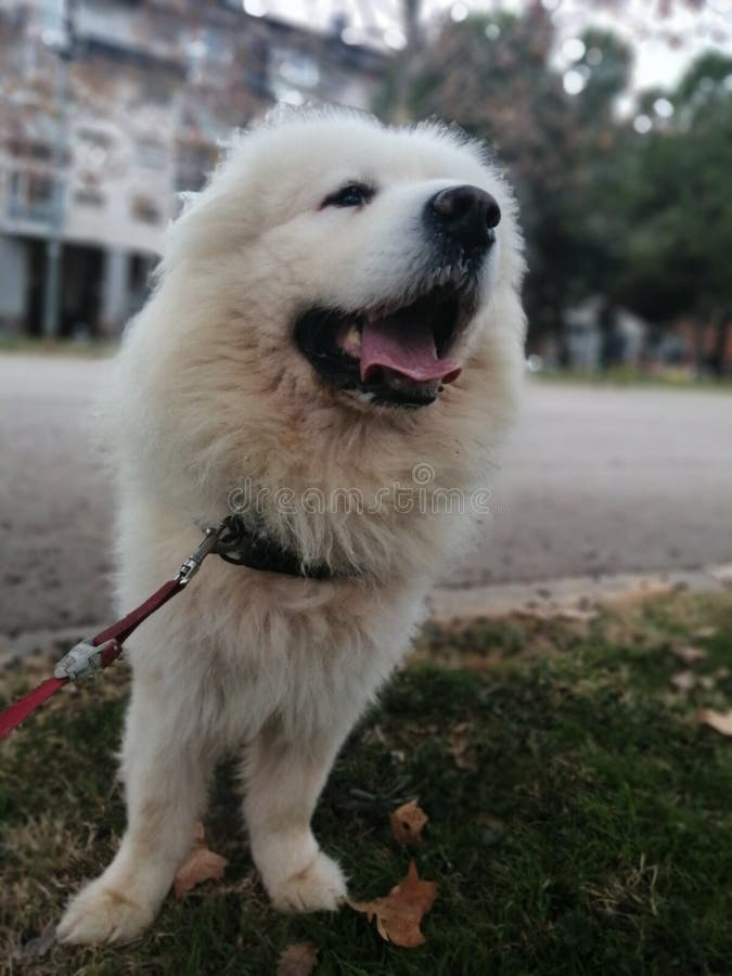 Happy Samoyed Dog Running On The Grass. Open Mouth Stock Photo - Image ...