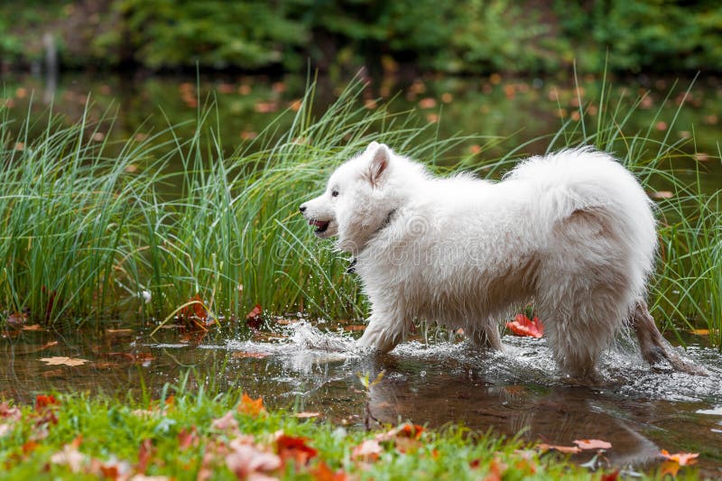 Happy Samoyed Walks in Water. Stock Photo - Image of running, park ...