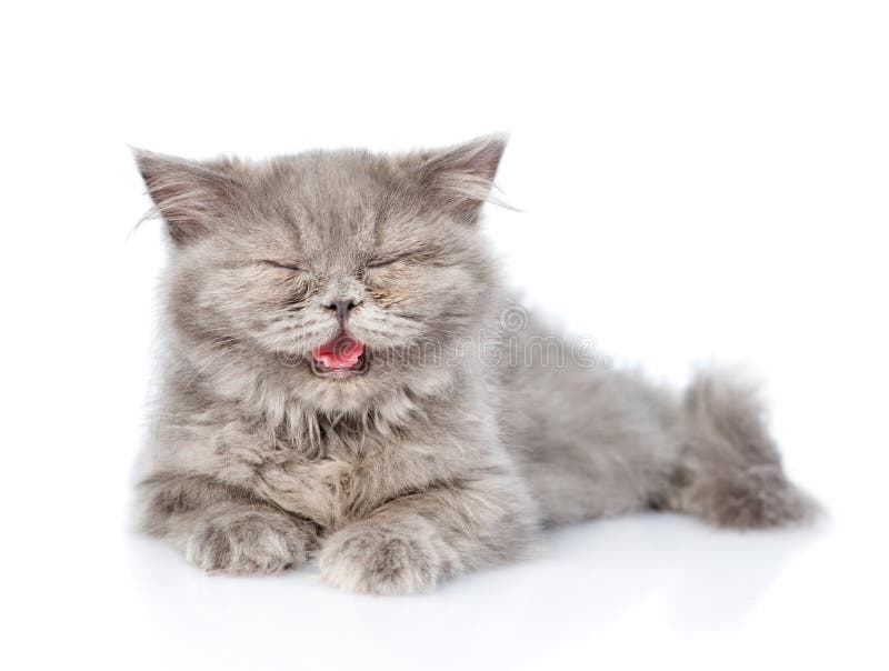 Highlander Cat White Background Stock Photos - Free & Royalty-Free ...