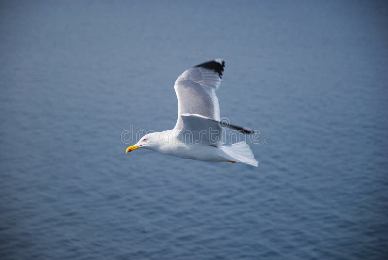 The Happy Seagull Playing in the Water Stock Image - Image of center ...