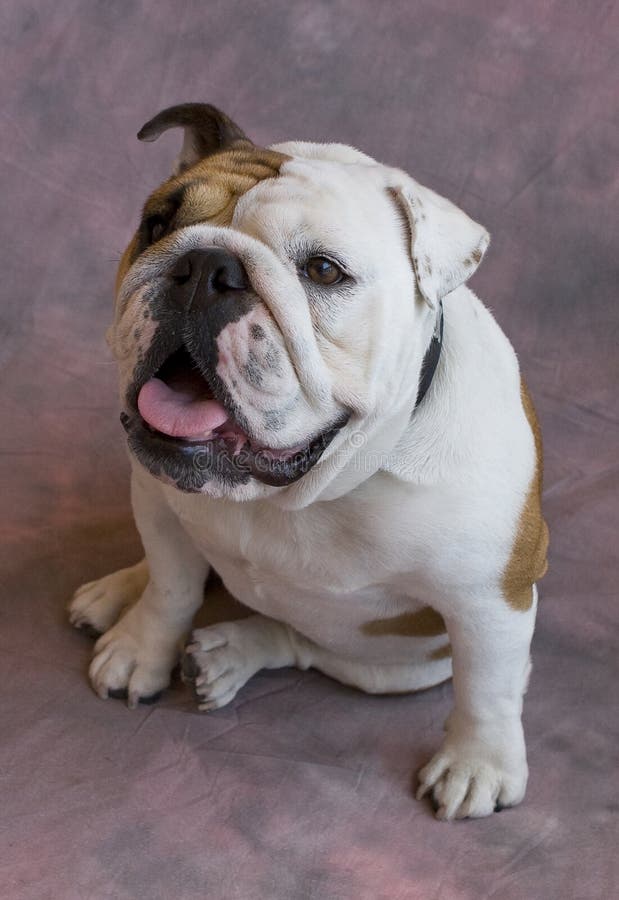 Happy seated bulldog stock image. Image of artistic, white - 3439645