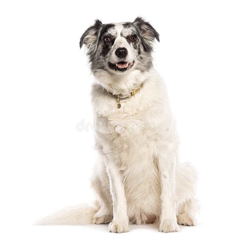 Happy Senior Border Collie Dog Sitting and Looking at Camera Stock ...