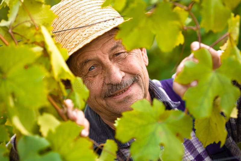 Happy senior vintner stock photo. Image of boater, food - 3179984