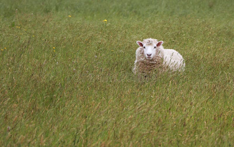 Happy Sheep stock image. Image of happy, zealand, paddock - 28097699