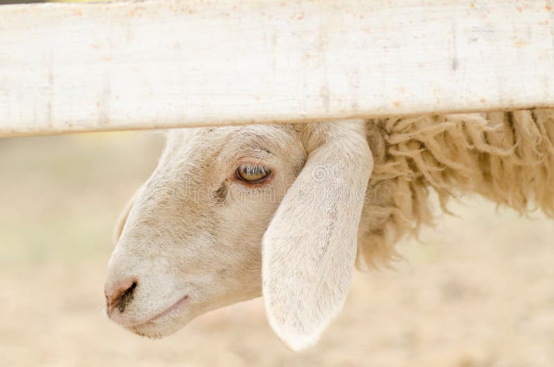 Happy sheep in farm stock image. Image of face, sheep - 34160553