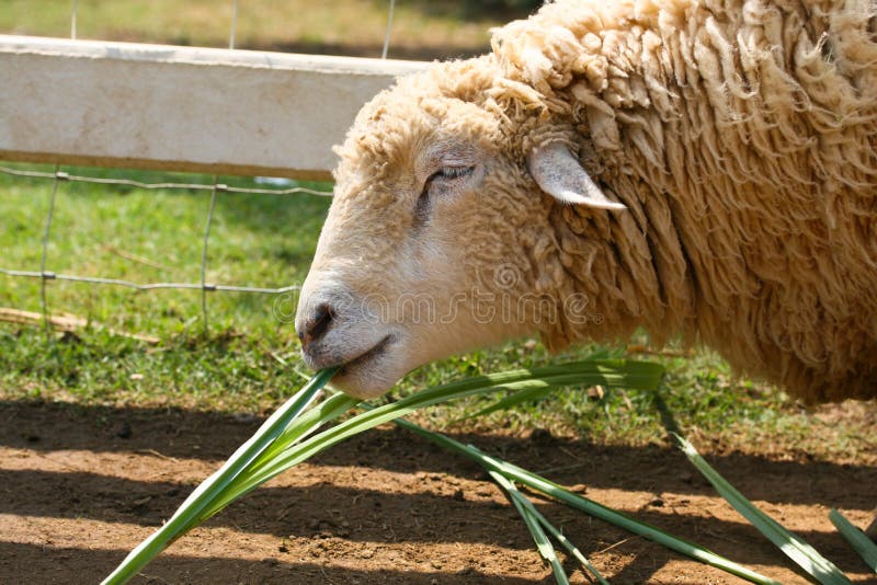 Happy sheep in farm stock image. Image of face, sheep - 34160553