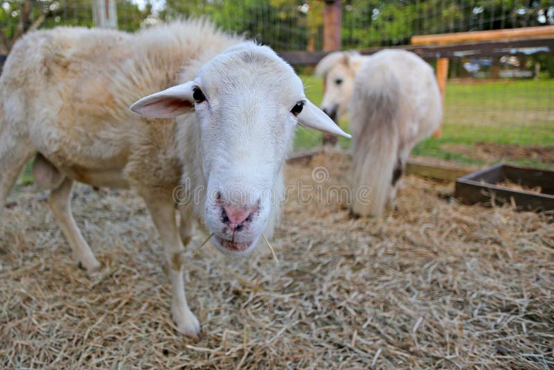 Happy Sheep stock image. Image of ranch, farming, shetland - 36754323