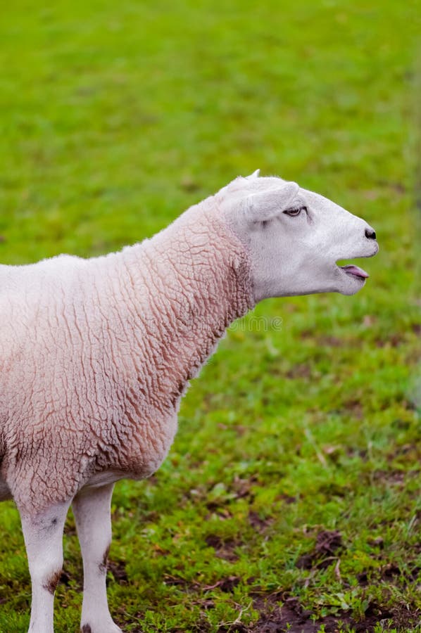 Happy Sheep Lamb Calling Her Young Green Grass Pasture Stock Image ...